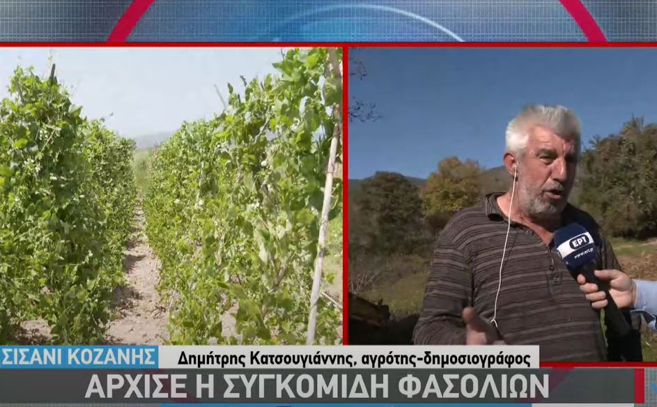 » Άρχισε η συγκομιδή φασολιών στο Σισάνι (Βίντεο)