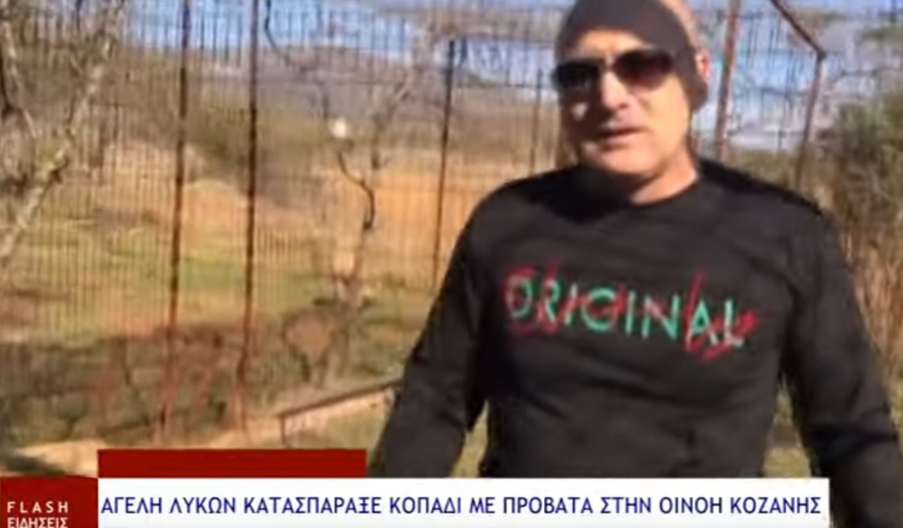 » kozan.gr: Αγέλη λύκων κατασπάραξε κοπάδι με πρόβατα στην Οινόη ...