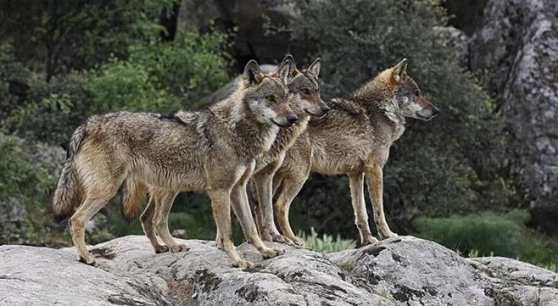 » Εορδαία: Ακόμη μια επίθεση σε κυνηγόσκυλο από αγέλη λύκων