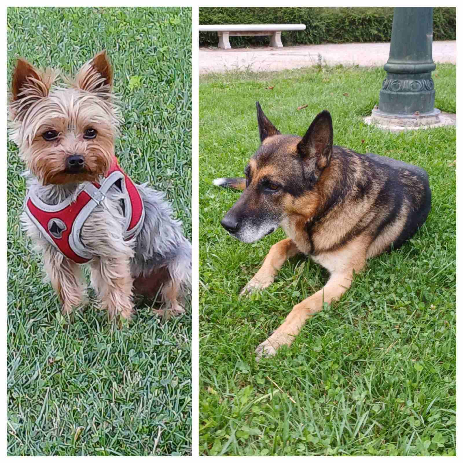 » Καταγγελία αναγνώστη στο kozan.gr: Κοζάνη: “Δέχτηκα επίθεση εγώ και το σκυλάκι μου από ...