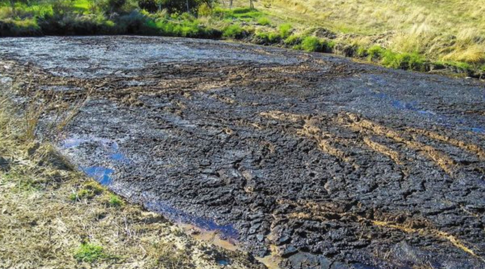 » Παραγωγή ζωοτροφών από απόβλητα του ελαιοτριβείου του Αγροτικού ...